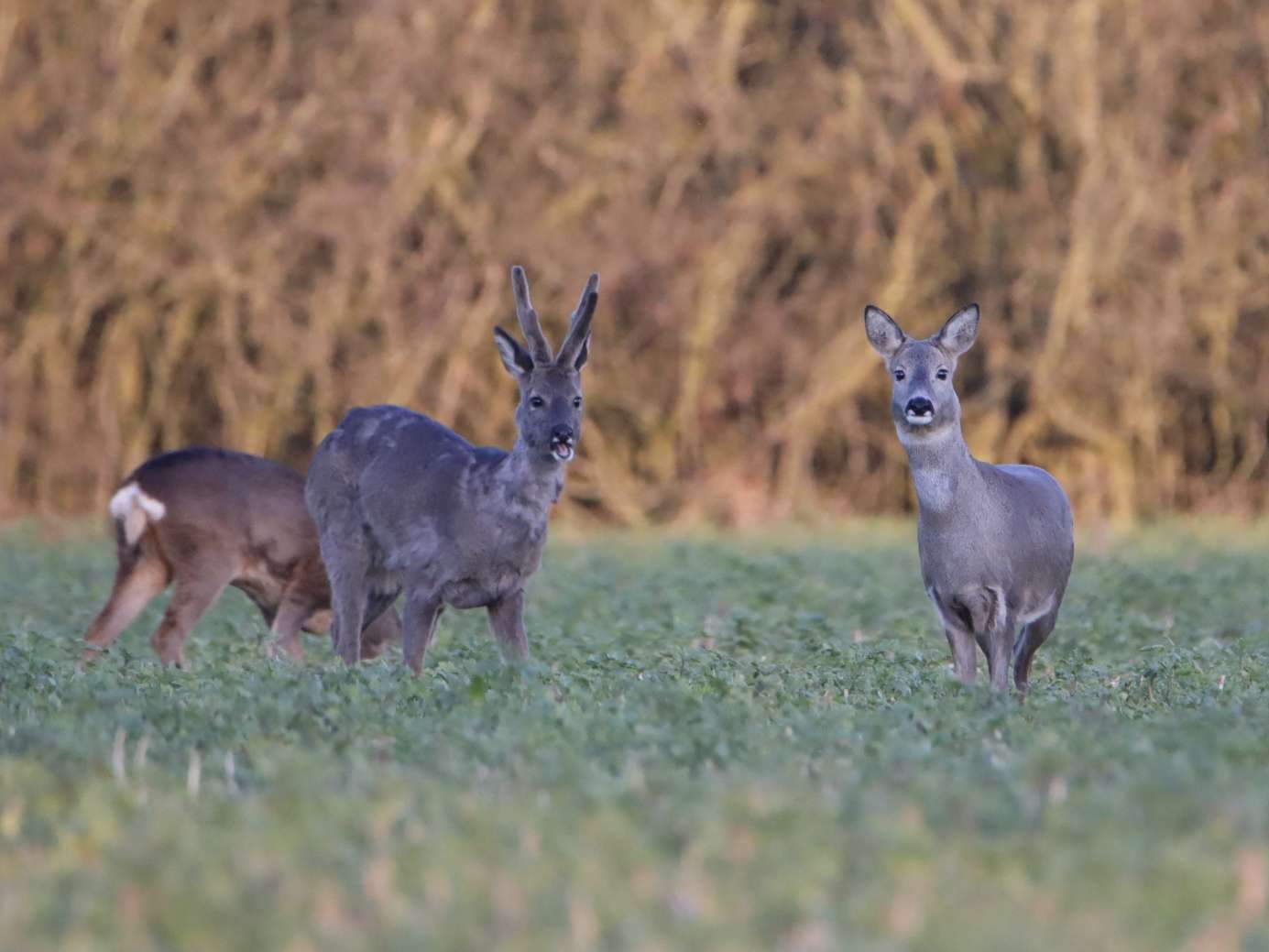 Rehwildjagdstrategien perfektionieren